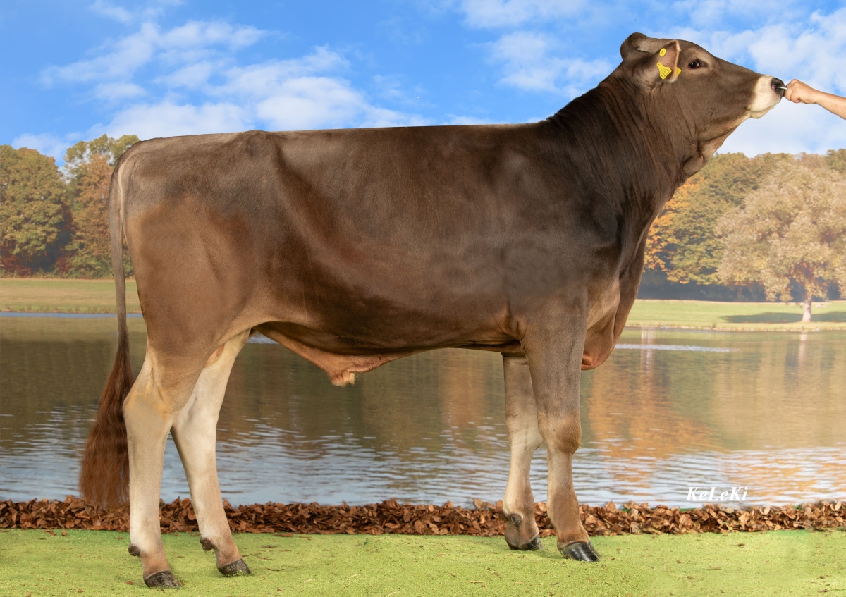 196BS59395 CHILLY | New Generation Genetics